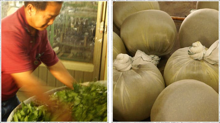 Fermentation - what is it and what does it do... – teapigs